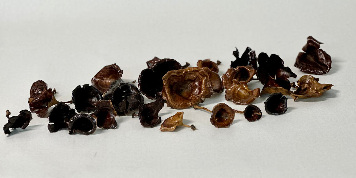 Golden Mushroom – Flora Import