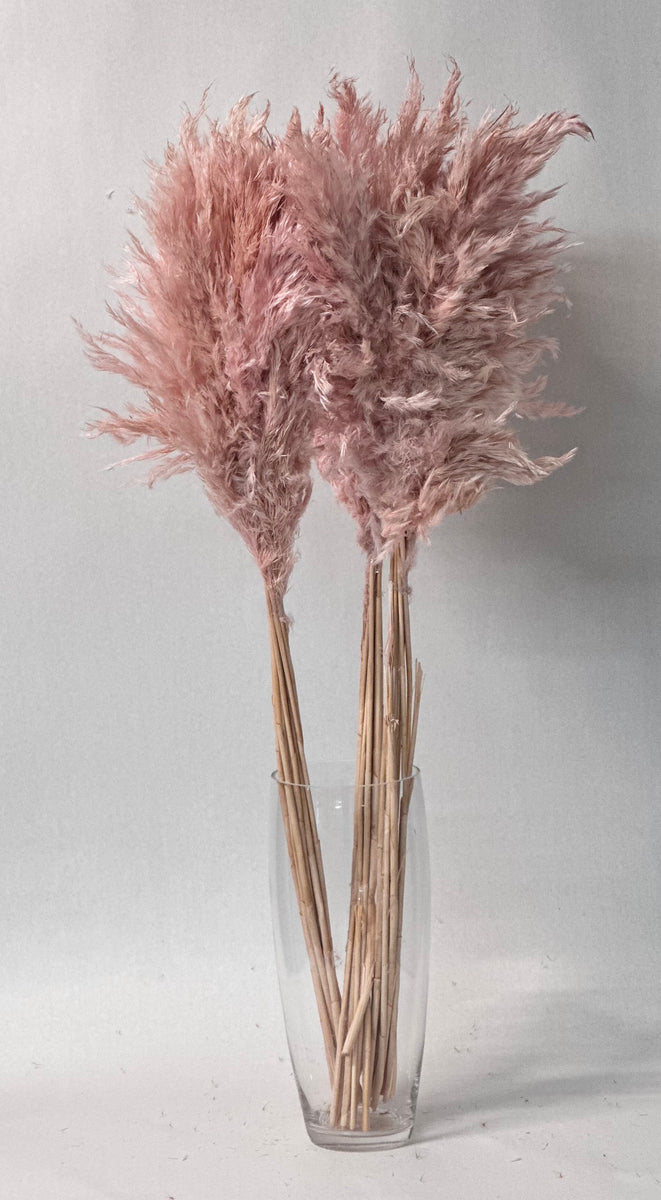 Pampas Grass – Flora Import