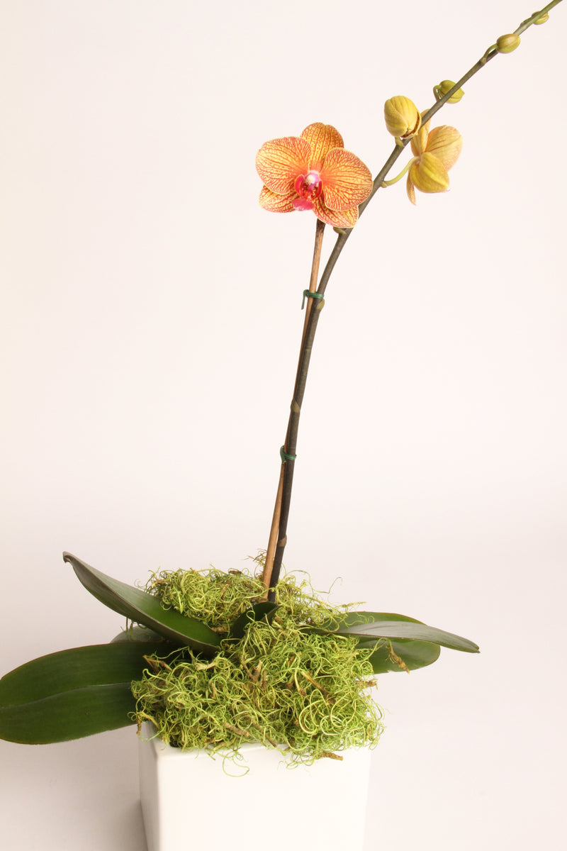 curly moss | Flora Import | Floral art