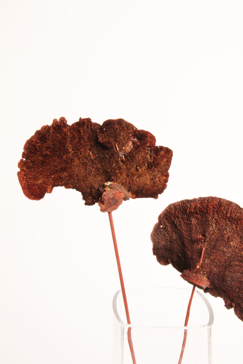 Sponge mushroom on stems | Flora Import | Floral art