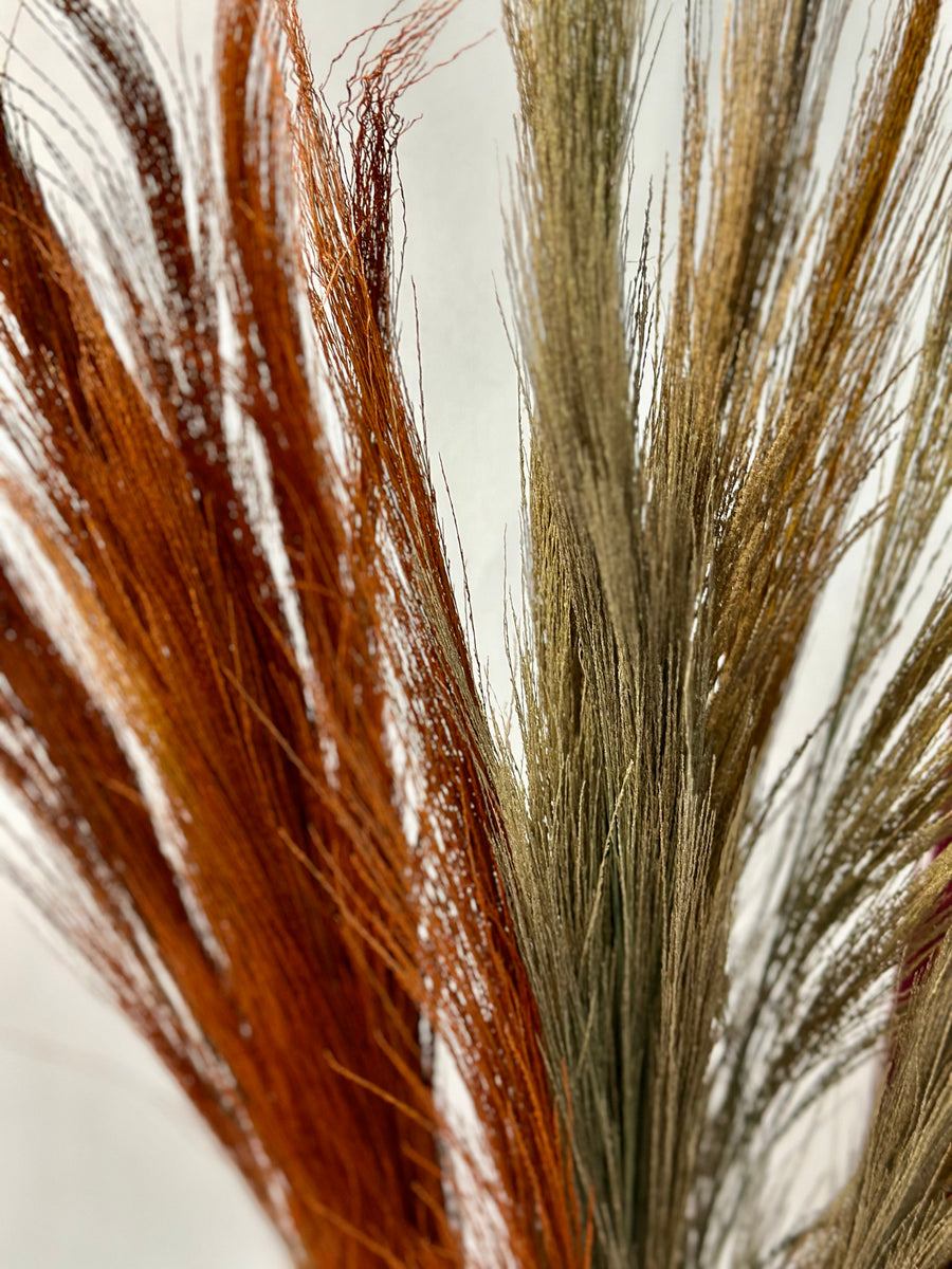Broom grass – Flora Import