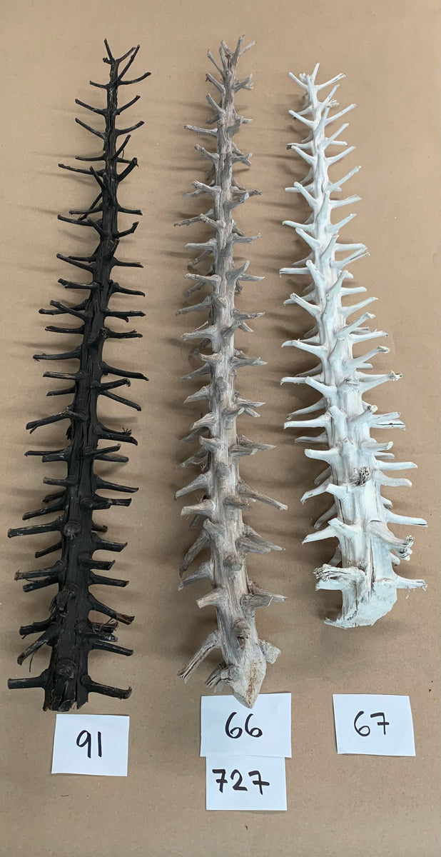 Rib sticks – Flora Import